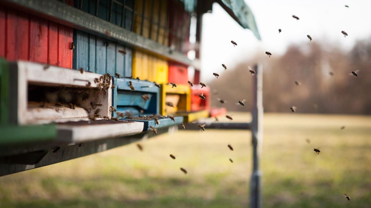 9 Secret Hacks to Create a Bee-Friendly Garden That Blooms Overnight ...