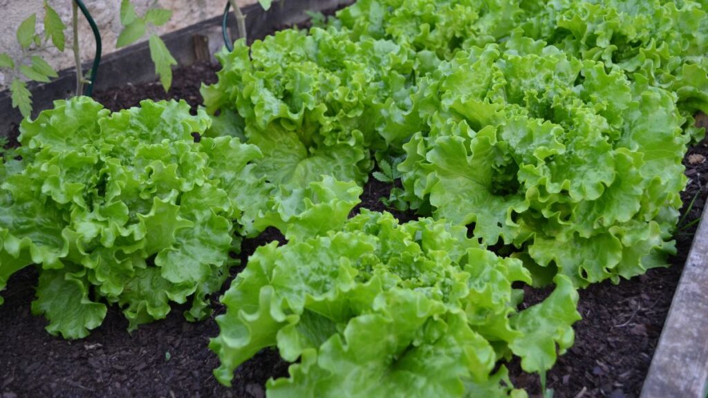 14 Fast Veggies You Can Grow in Pots and Harvest in Weeks