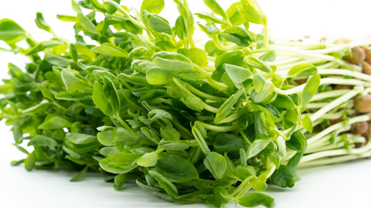 14 Fast Veggies You Can Grow in Pots and Harvest in Weeks