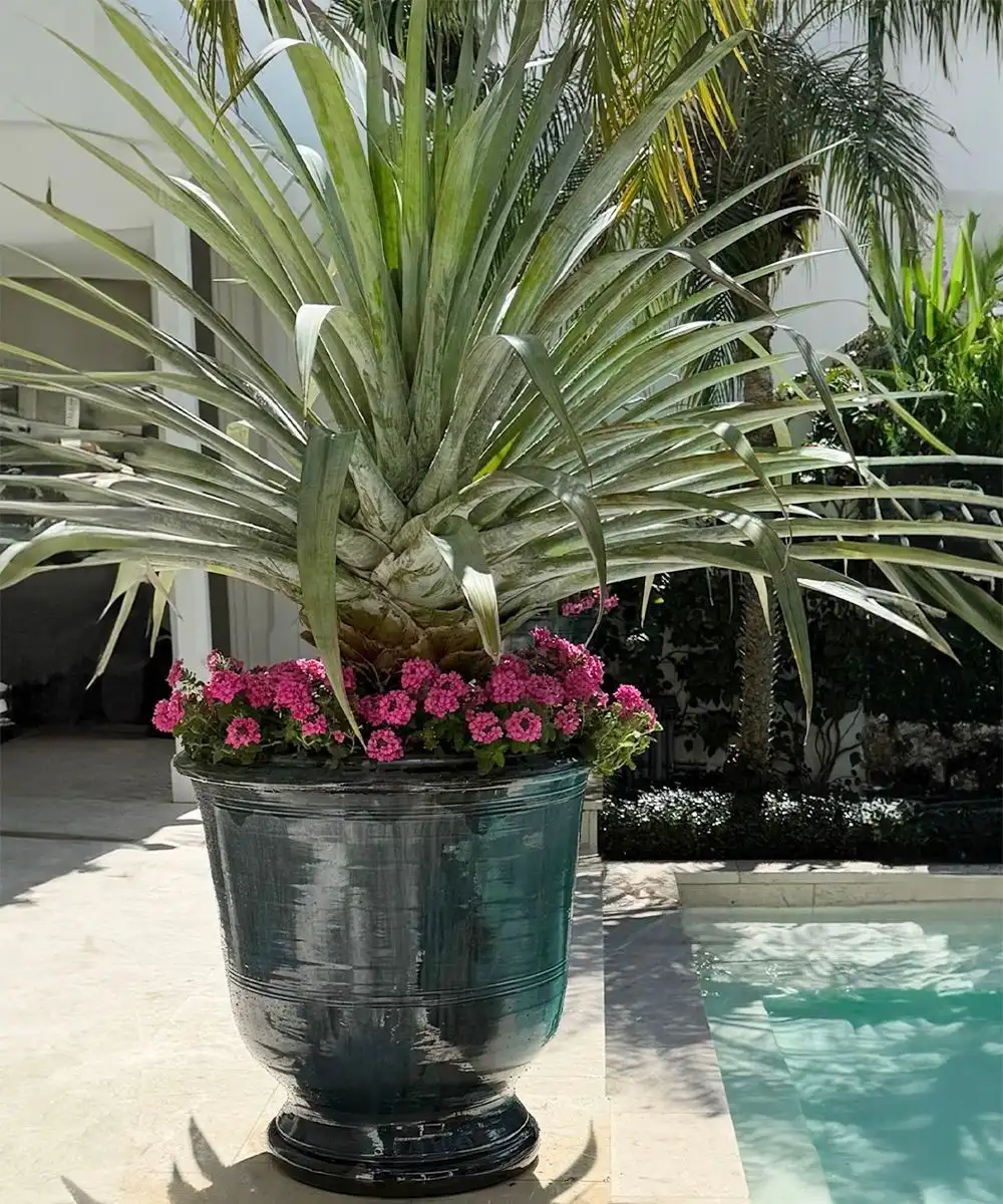 19 Refreshing Poolside Planter Ideas
