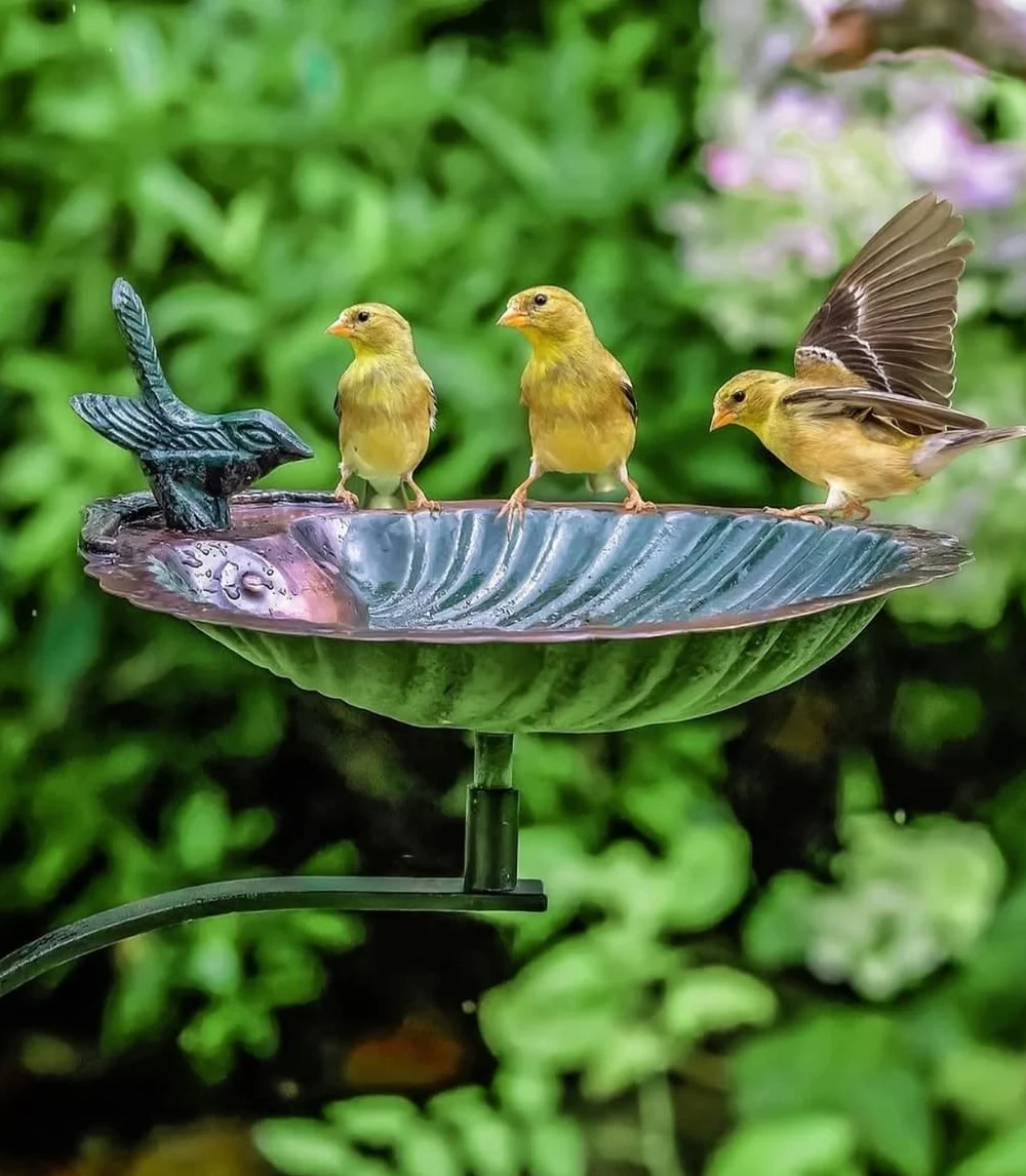 Garden Bird Bath Ideas: 20 Different Ideas And Spots To Add To Your Garden