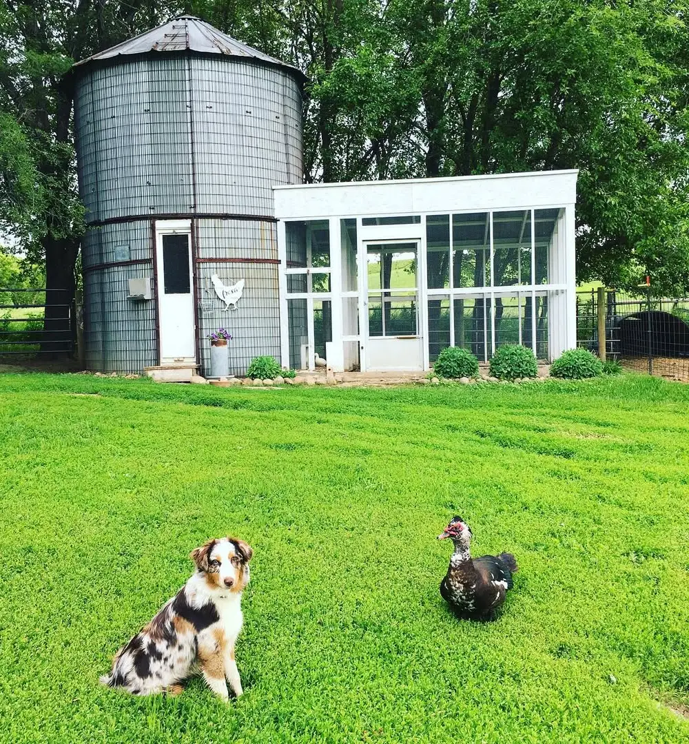 35 Clean & Easy Chicken Coop Designs for the Beginner Backyard Farmer