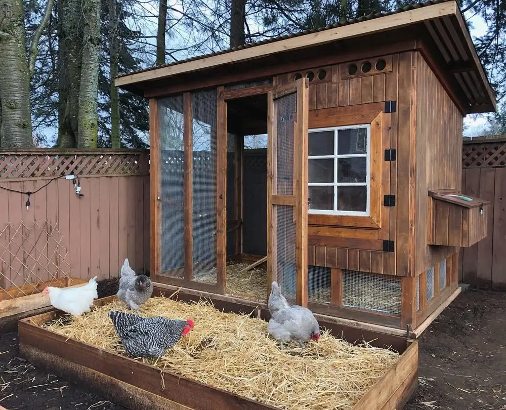 35 Clean & Easy Chicken Coop Designs for the Beginner Backyard Farmer