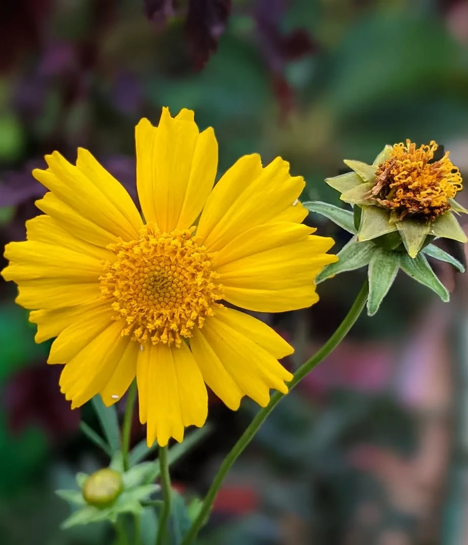 19 Must-See Full Sun Flower Bed Ideas That Will Blow Your Mind ...