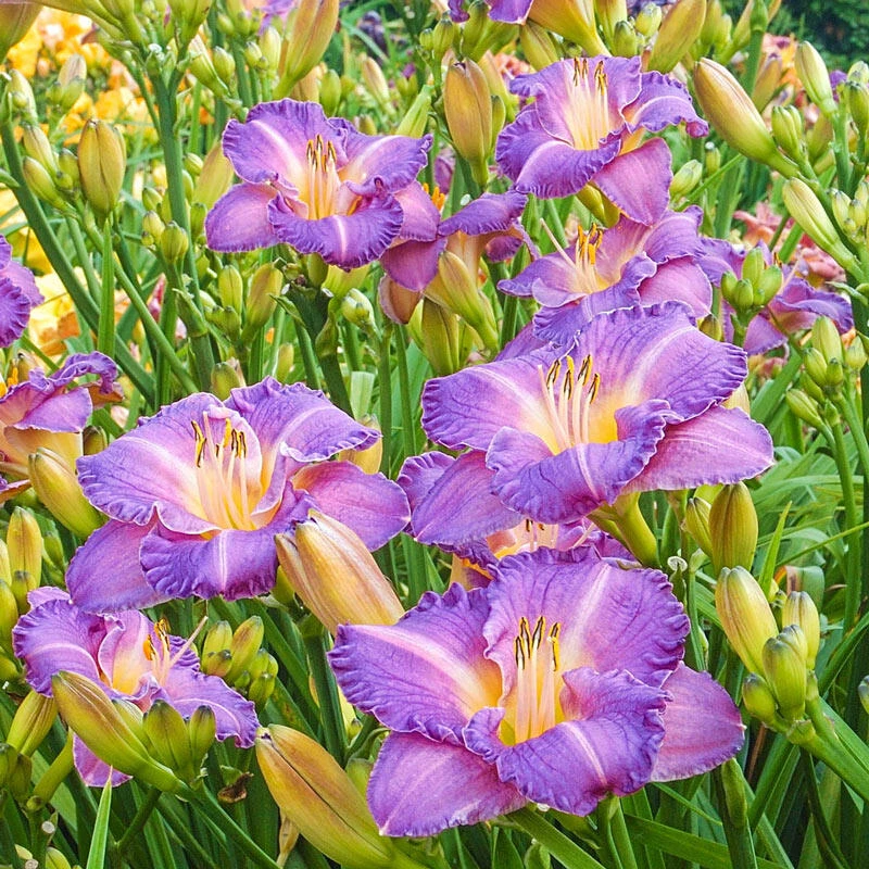 19 Must-See Full Sun Flower Bed Ideas That Will Blow Your Mind ...