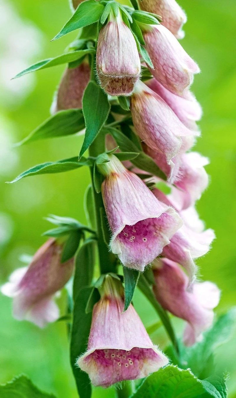 19 Must-See Full Sun Flower Bed Ideas That Will Blow Your Mind ...