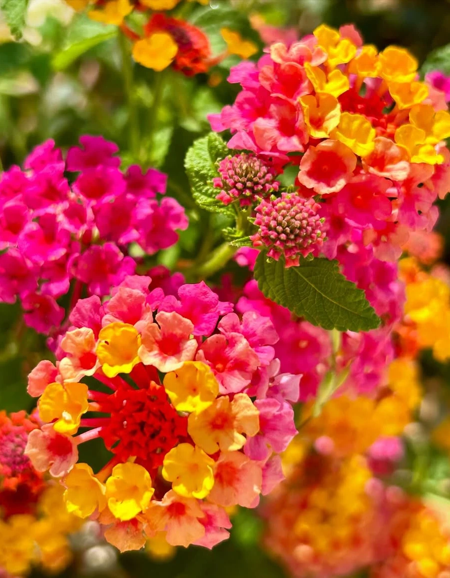 19 Must-See Full Sun Flower Bed Ideas That Will Blow Your Mind ...