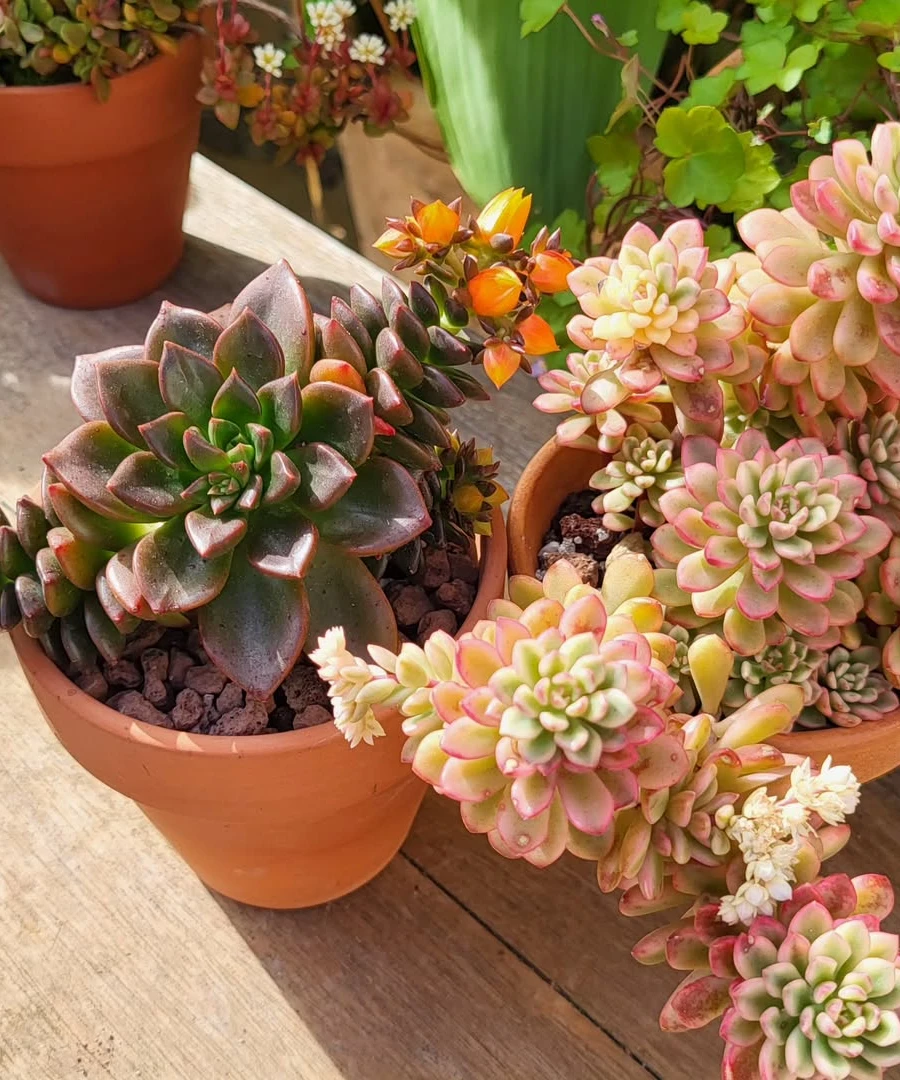 19 Must-See Full Sun Flower Bed Ideas That Will Blow Your Mind ...