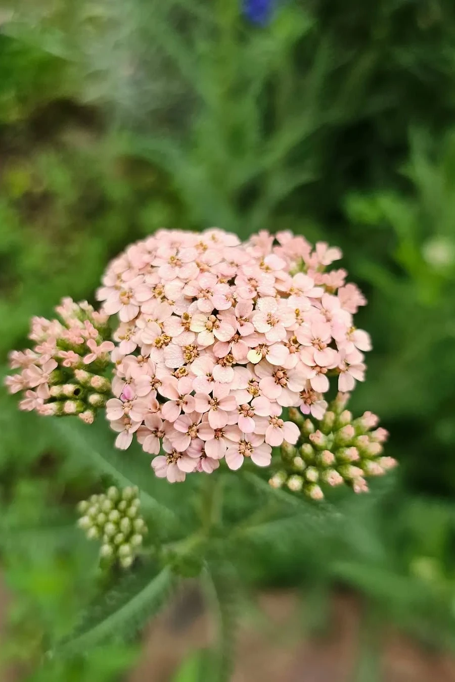 19 Must-See Full Sun Flower Bed Ideas That Will Blow Your Mind ...