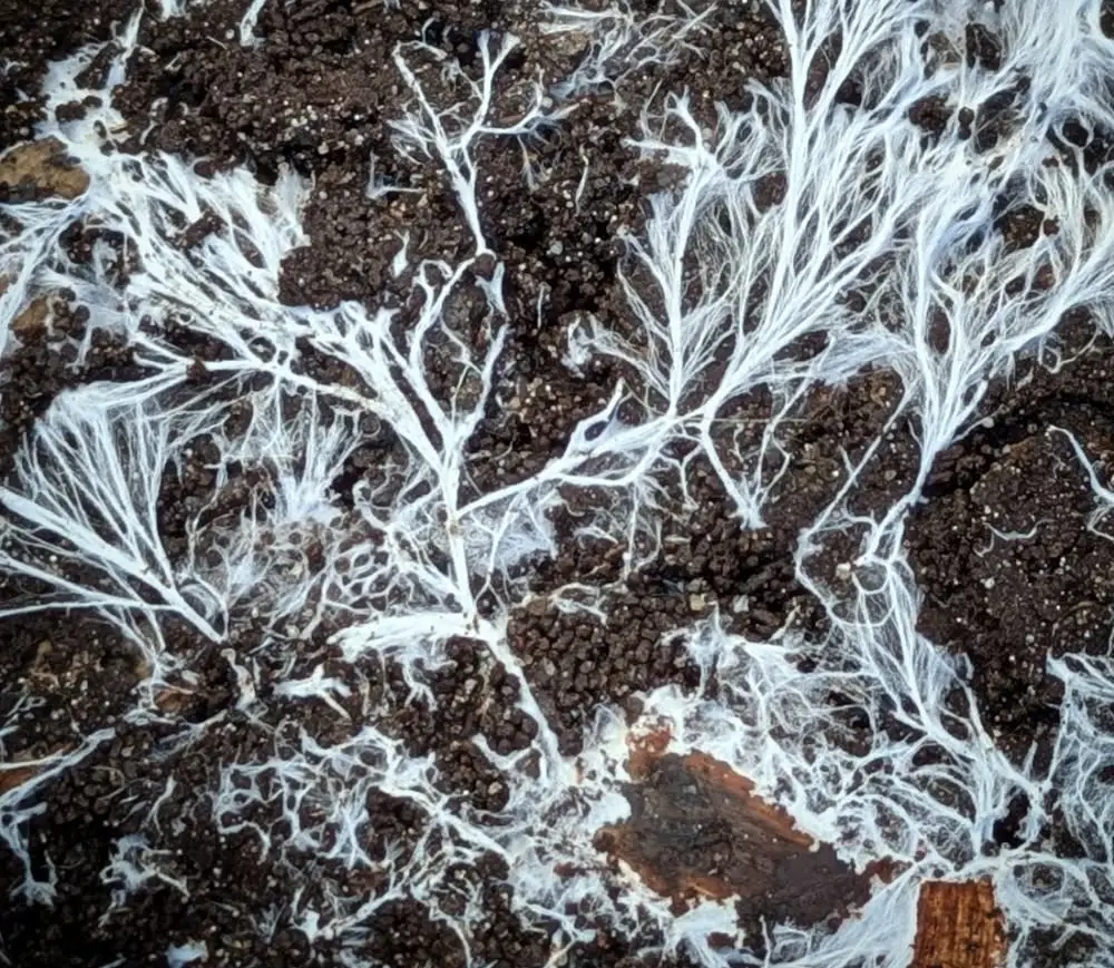 30 SECRET Garden Hacks Professional Landscapers Don't Want You to Know ...