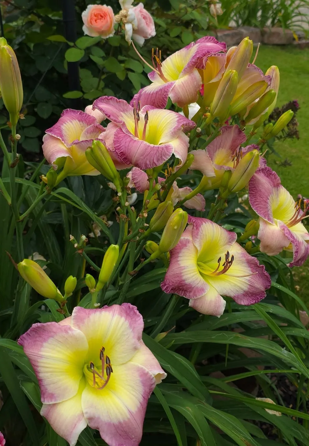 40 Stunning Plants That Will Instantly Attract Hummingbirds ...