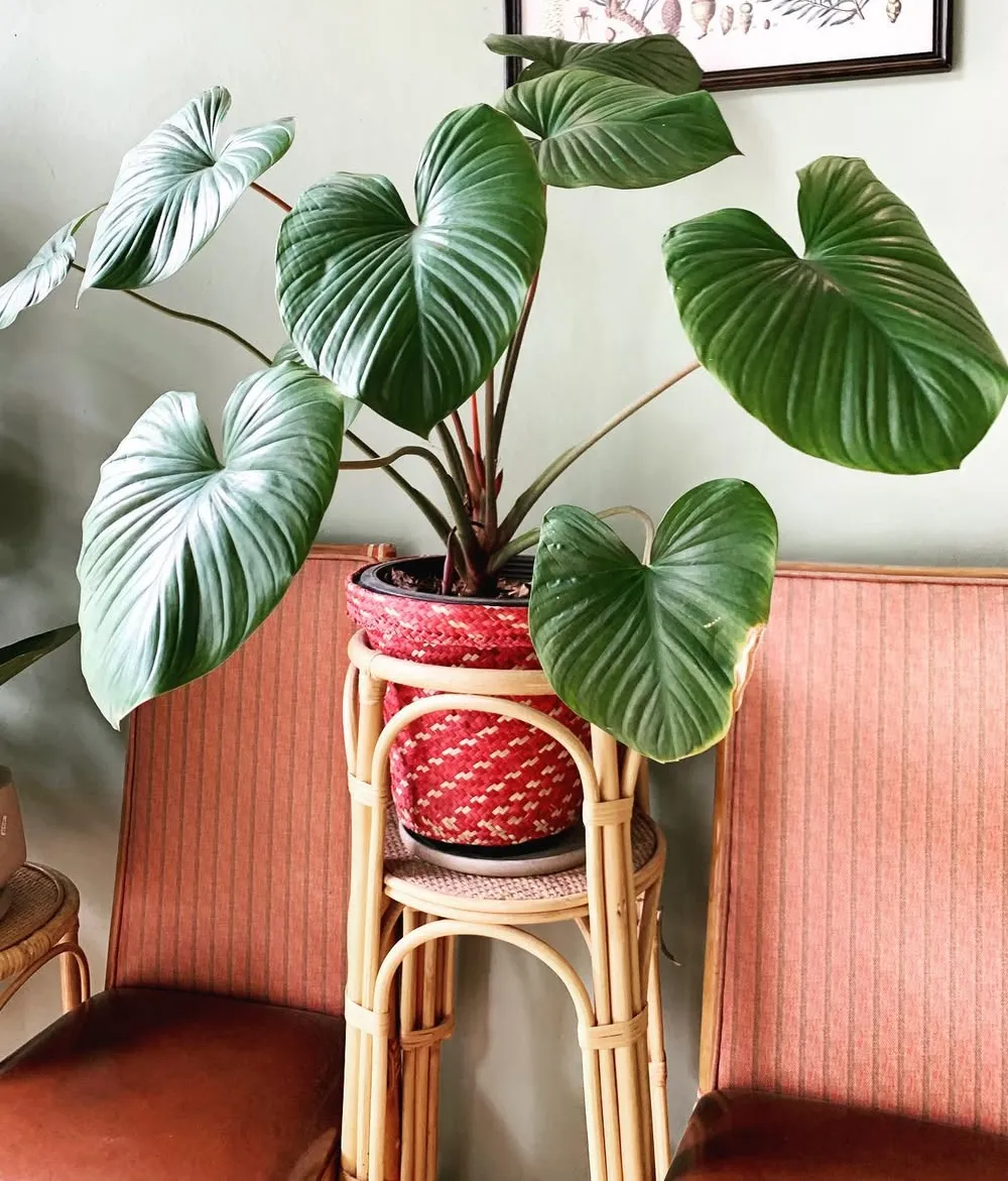 35 Vibrant Indoor Plant Stand Ideas to Build Your Dream Indoor Garden