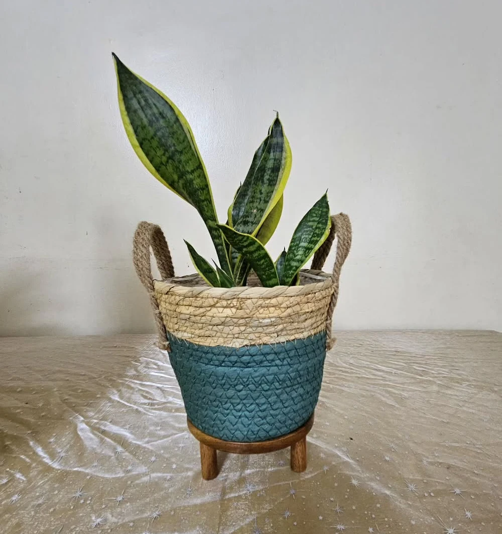 35 Vibrant Indoor Plant Stand Ideas to Build Your Dream Indoor Garden