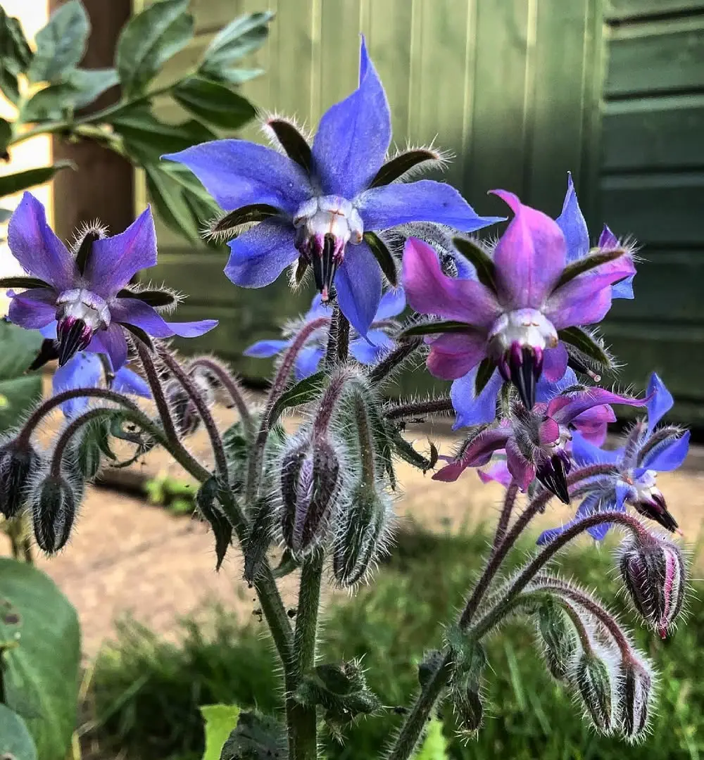 40 Stunning Plants That Will Instantly Attract Hummingbirds ...