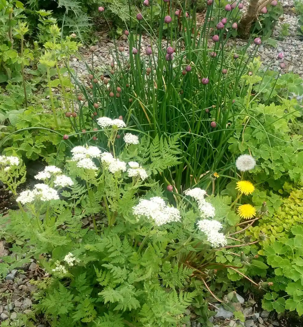 35 POWERHOUSE Plants That'll Make Your Watermelons EXPLODE With Growth.
