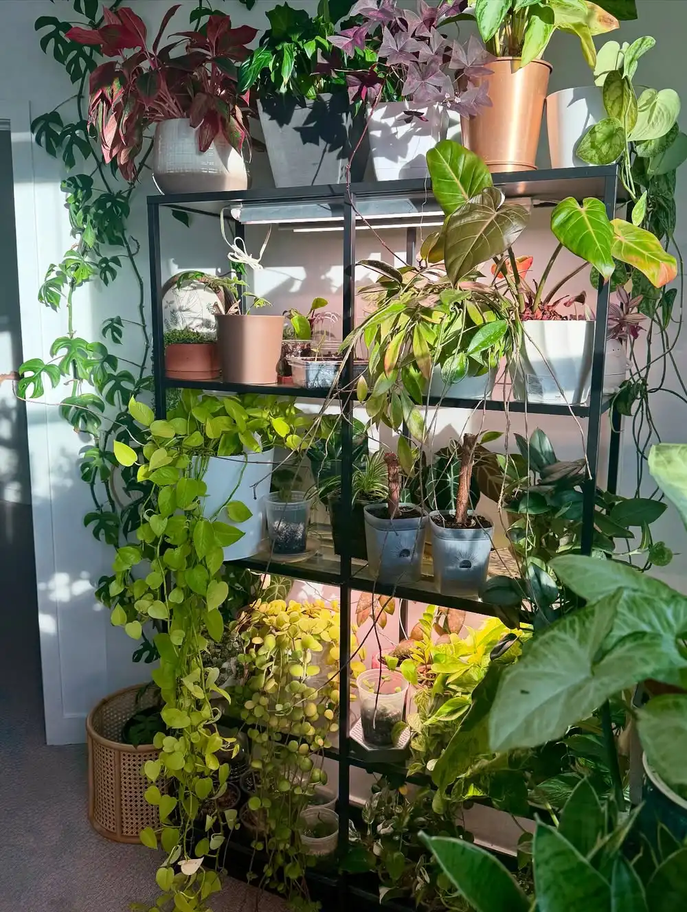 35 Vibrant Indoor Plant Stand Ideas to Build Your Dream Indoor Garden