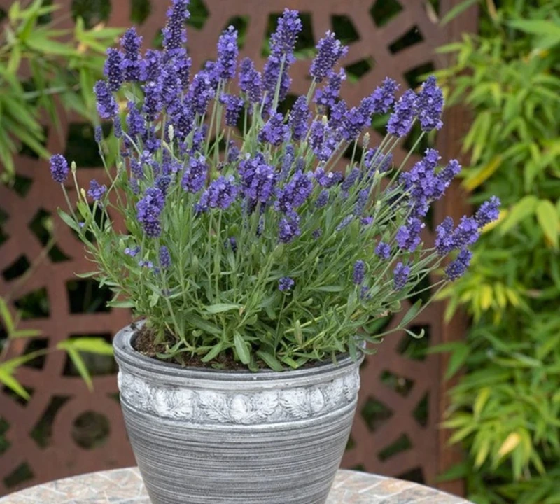 40 Stunning Plants That Will Instantly Attract Hummingbirds ...