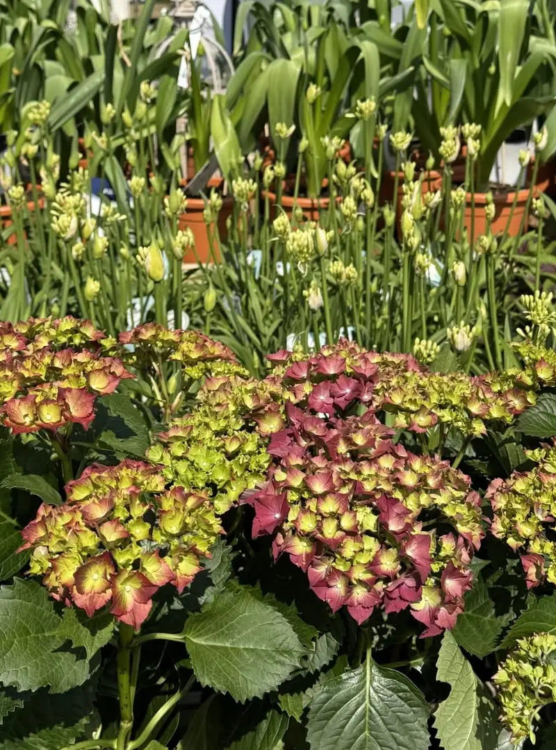 35 POWERHOUSE Plants That'll Make Your Watermelons EXPLODE With Growth.