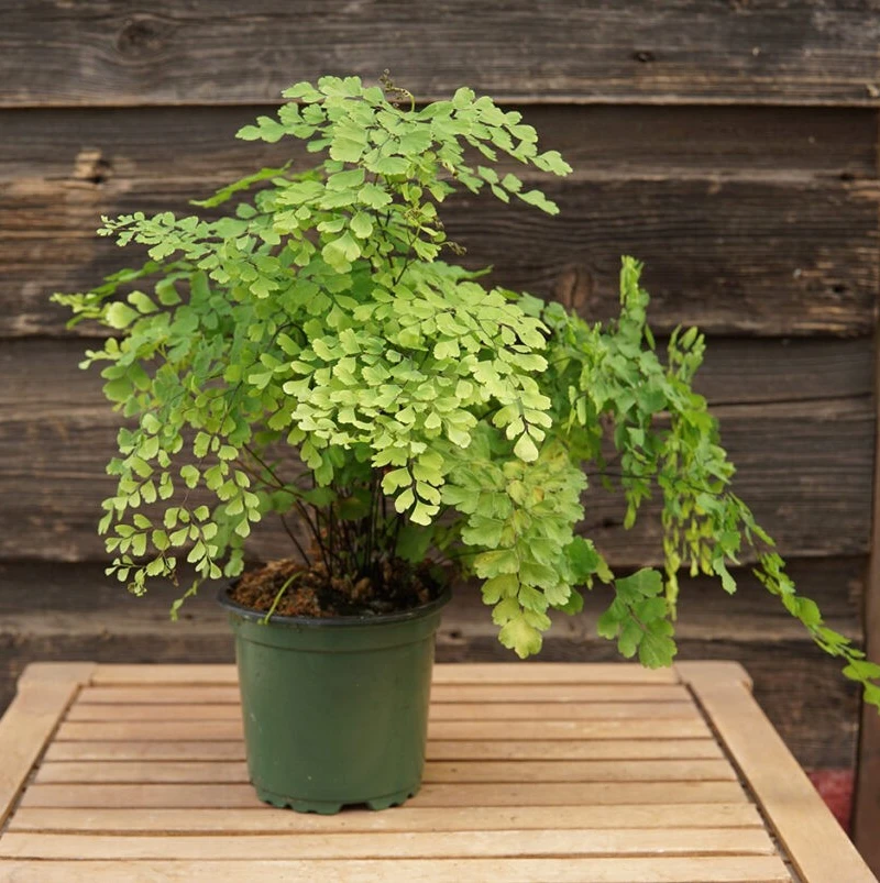 40 Easy-Care Low Light Indoor Plants for Dark Corners