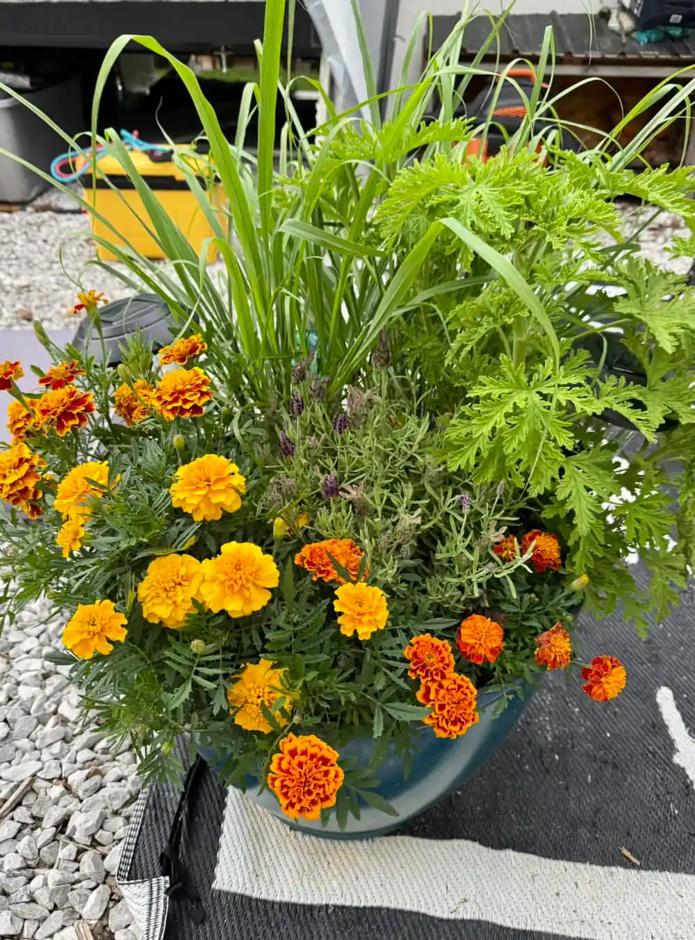 40 Stunning Plants That Will Instantly Attract Hummingbirds ...