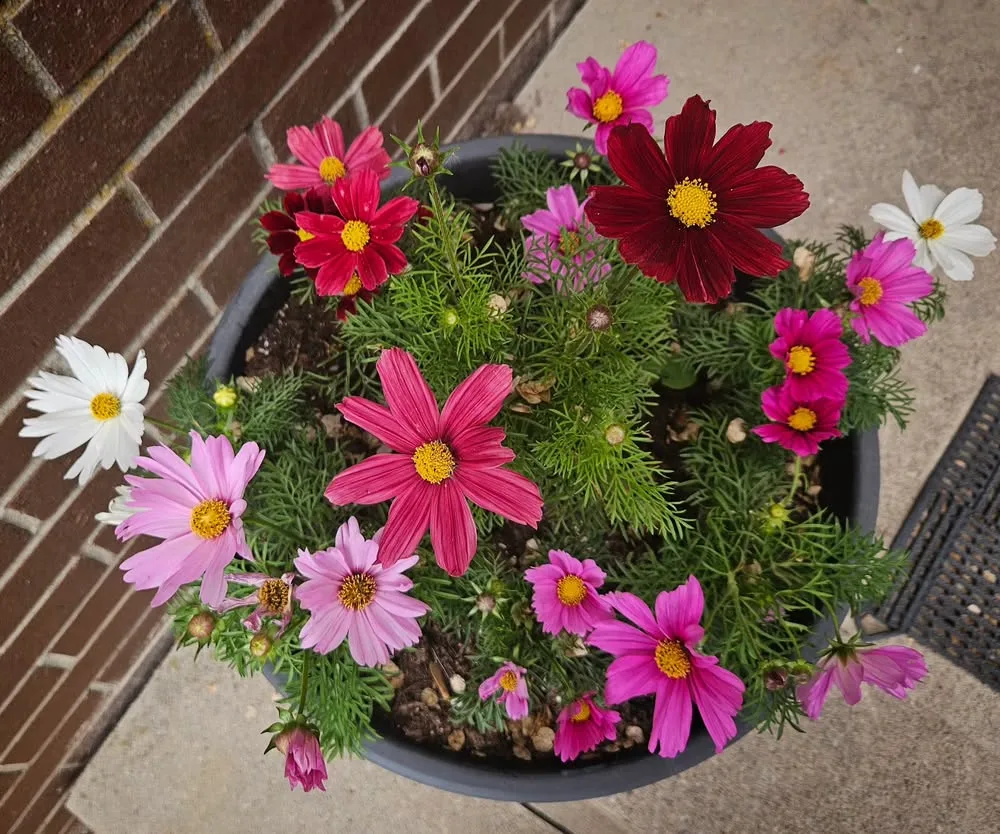 40 Stunning Plants That Will Instantly Attract Hummingbirds ...