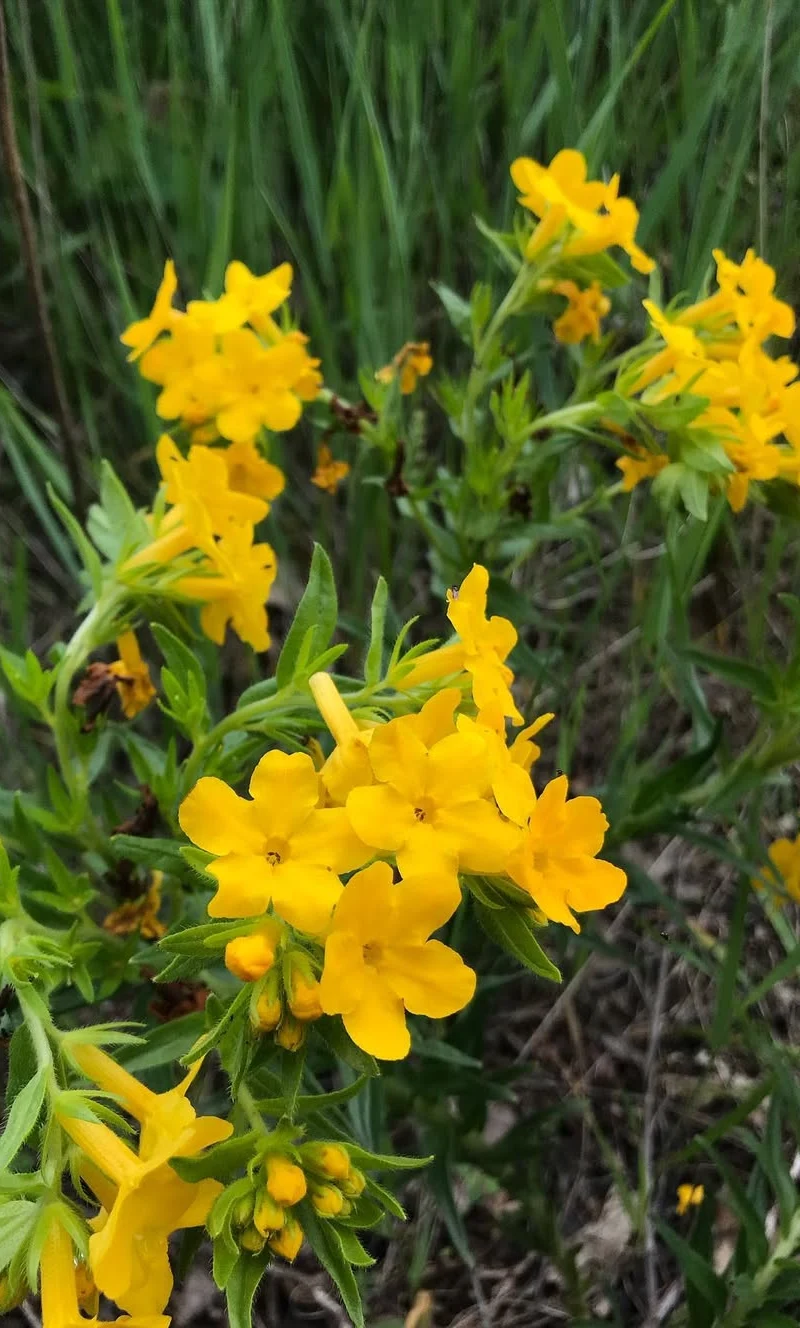 40 Stunning Plants That Will Instantly Attract Hummingbirds ...