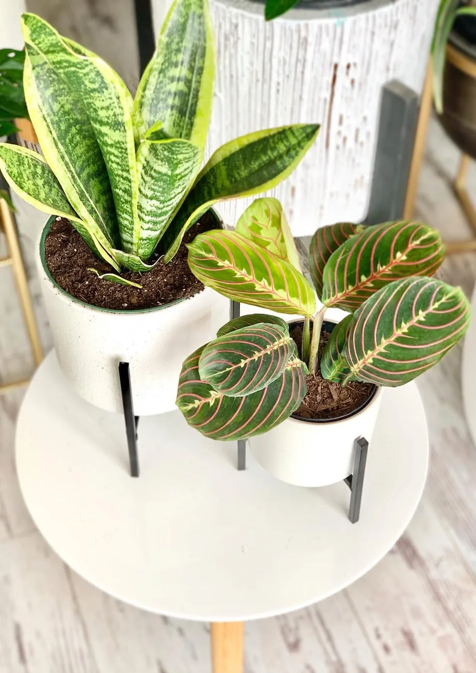 40 Easy-Care Low Light Indoor Plants for Dark Corners
