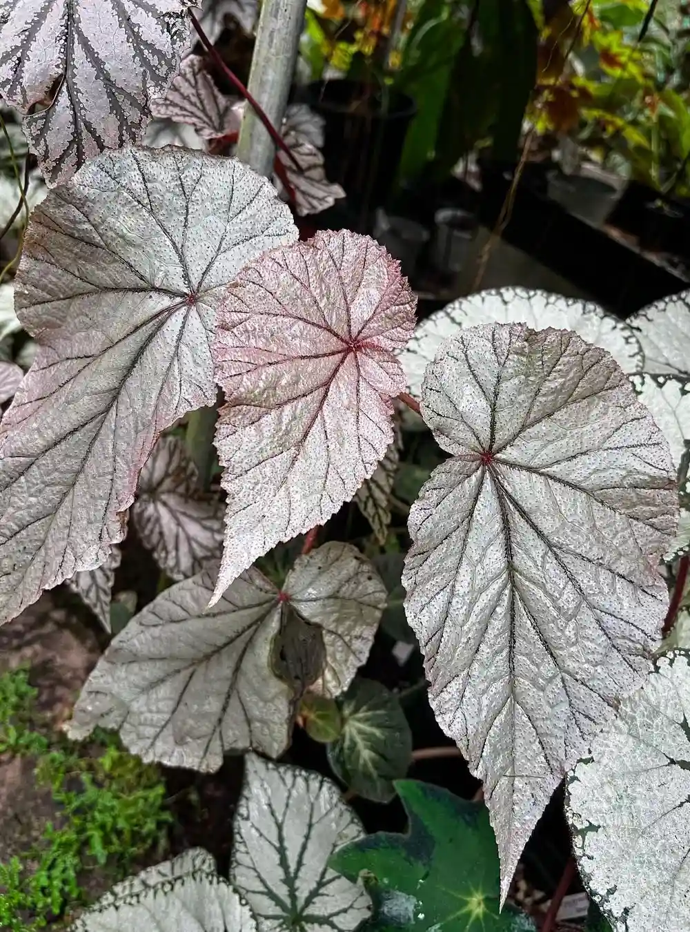 40 Stunning Plants That Will Instantly Attract Hummingbirds ...