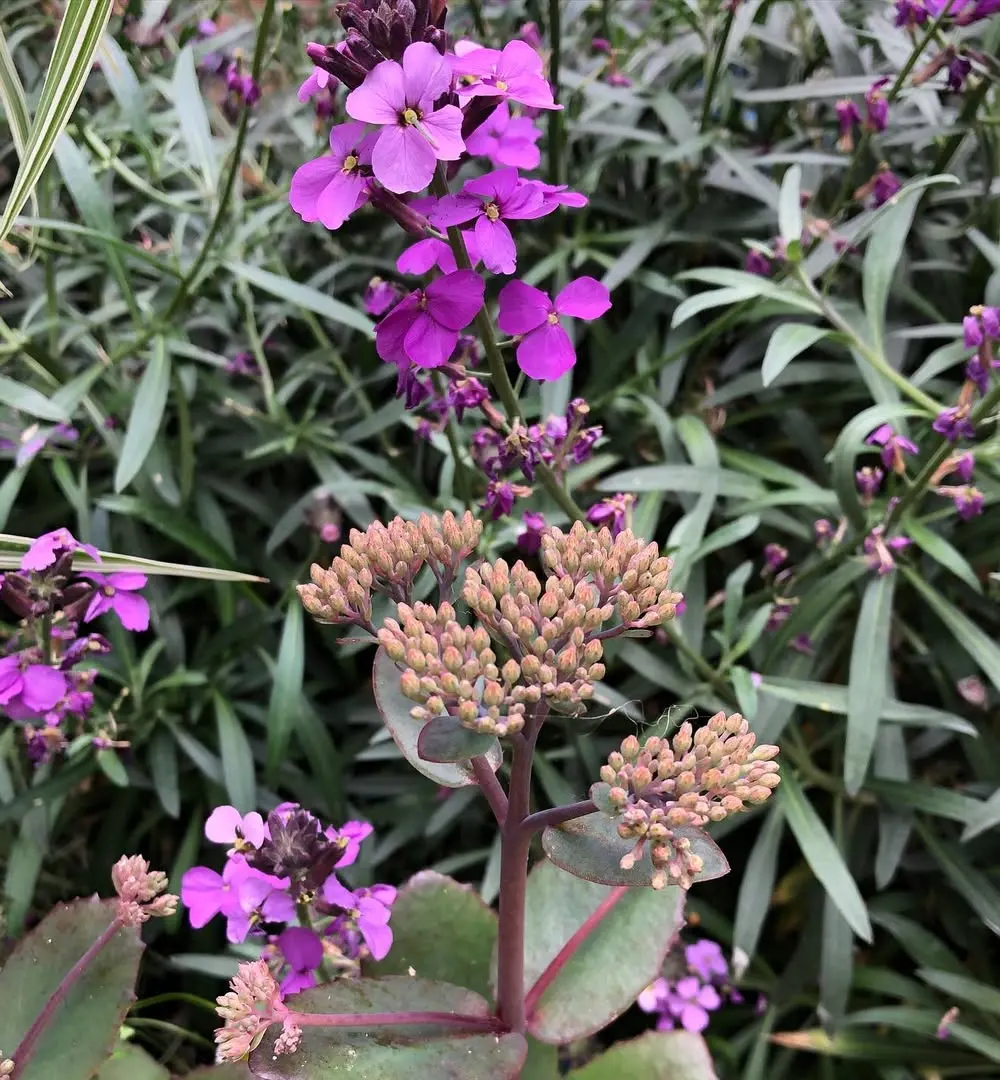 40 Stunning Plants That Will Instantly Attract Hummingbirds ...