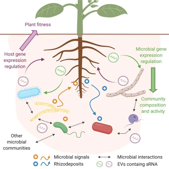 Soil Bacteria - The Natural Secret to a Healthier Garden