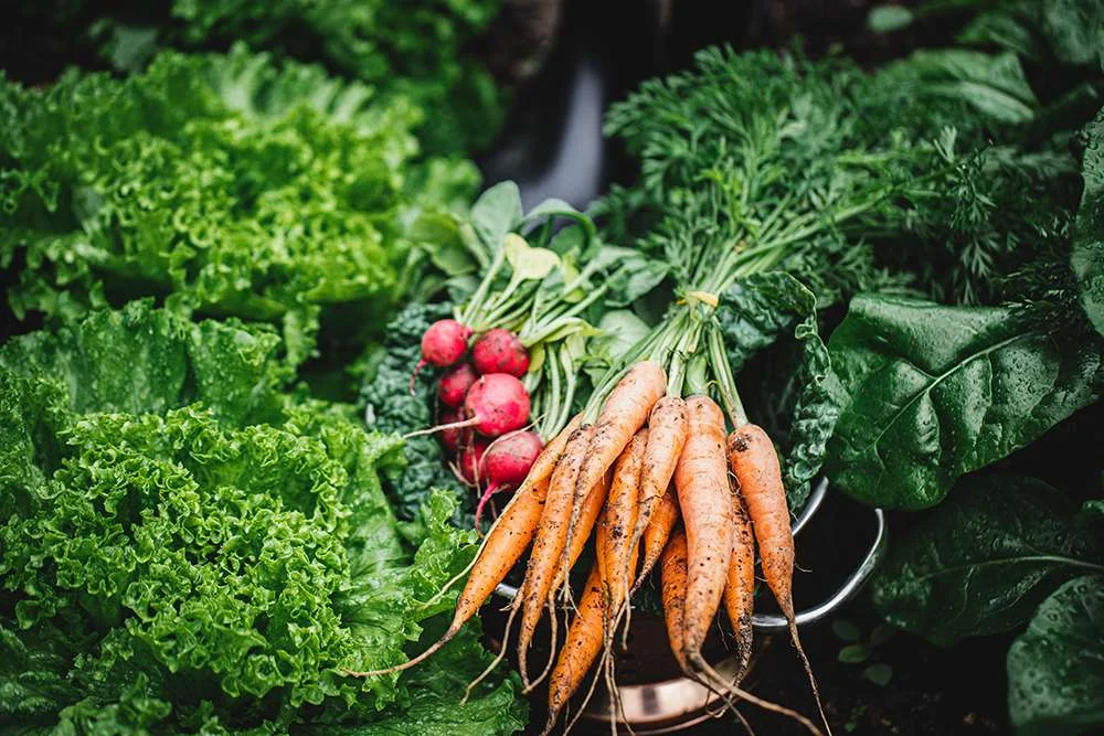 34 Fall Garden Vegetables You Need to Plant Before It’s Too Late