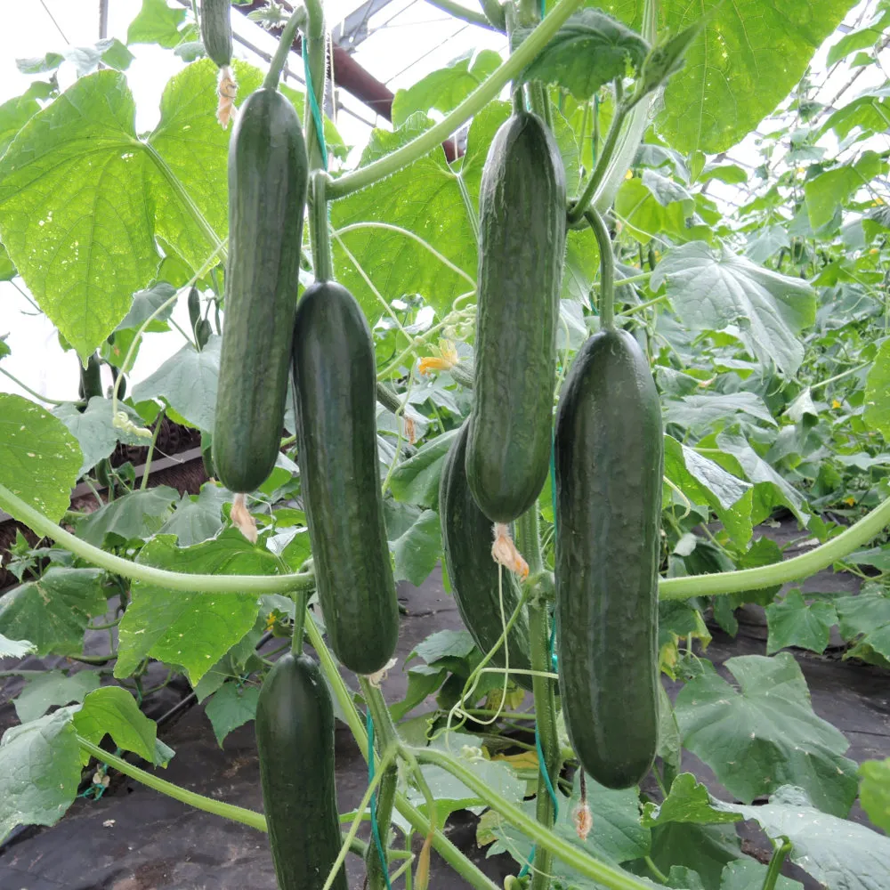 34 Fall Garden Vegetables You Need to Plant Before It’s Too Late