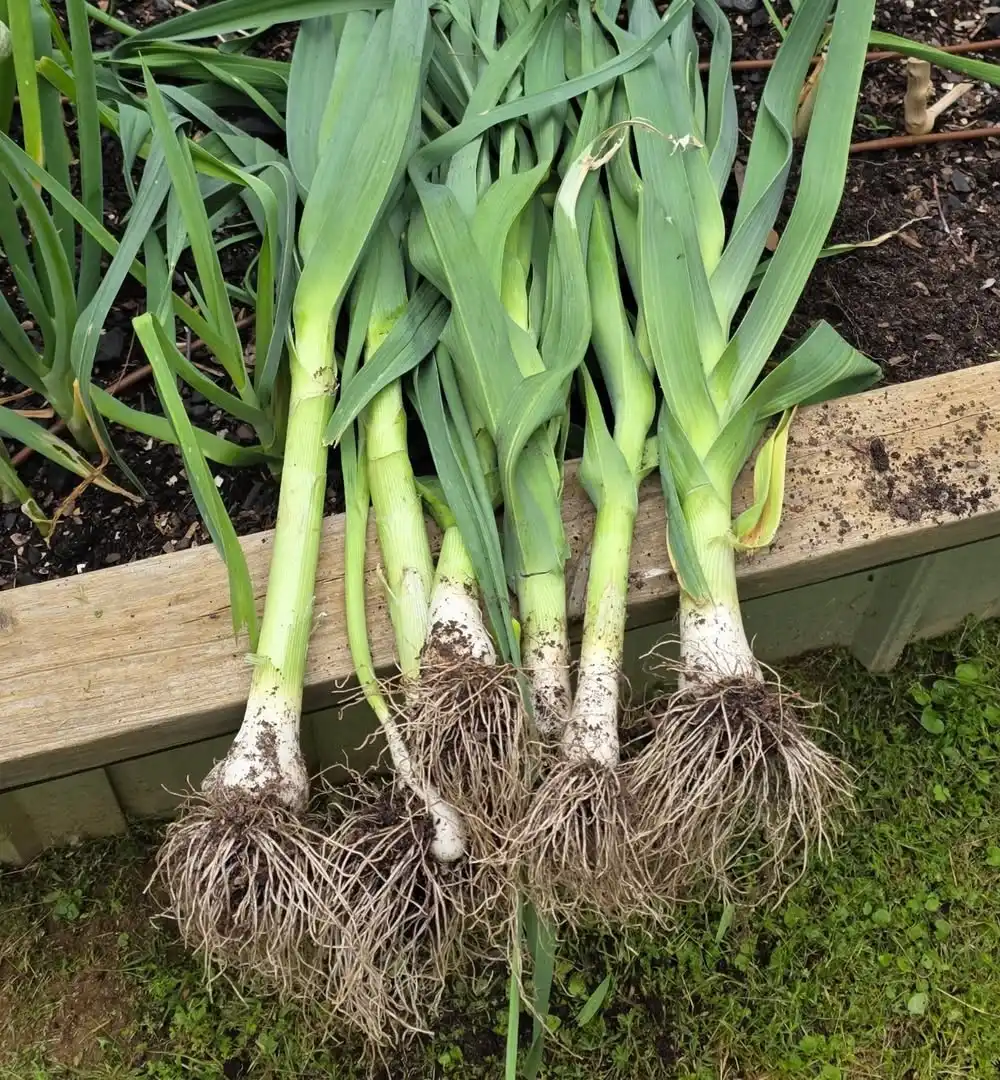 34 Fall Garden Vegetables You Need to Plant Before It’s Too Late