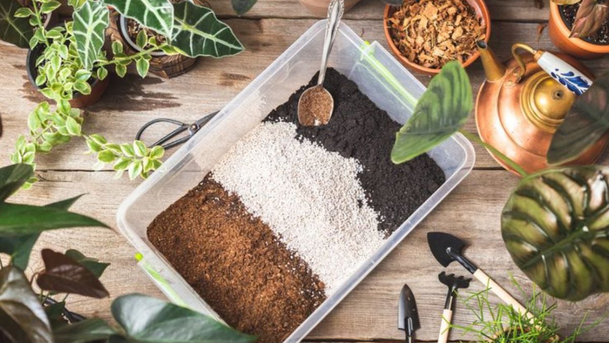 Perfect Soil Mixes for Every Indoor Plant - The Only Guide You'll Ever Need