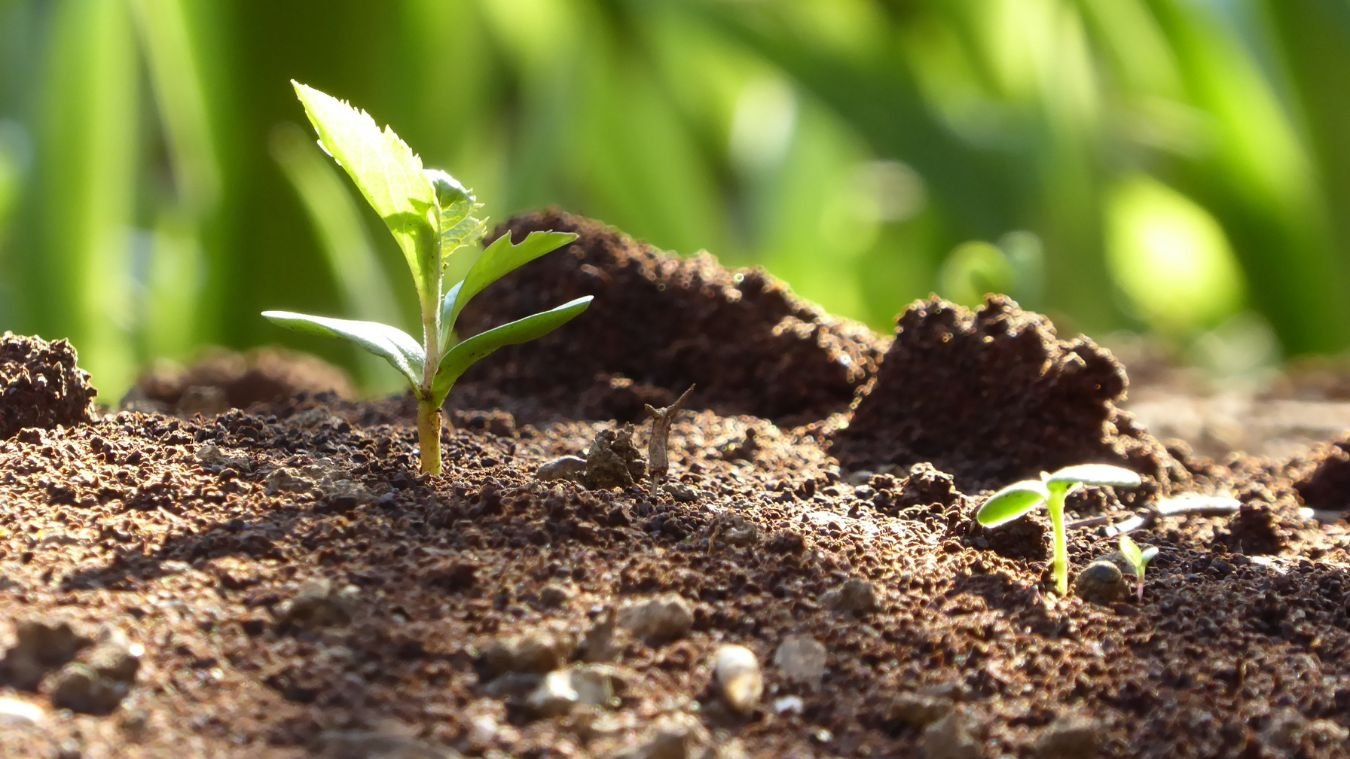 Soil Bacteria - The Natural Secret to a Healthier Garden