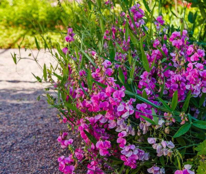 34 Fall Garden Vegetables You Need to Plant Before It’s Too Late