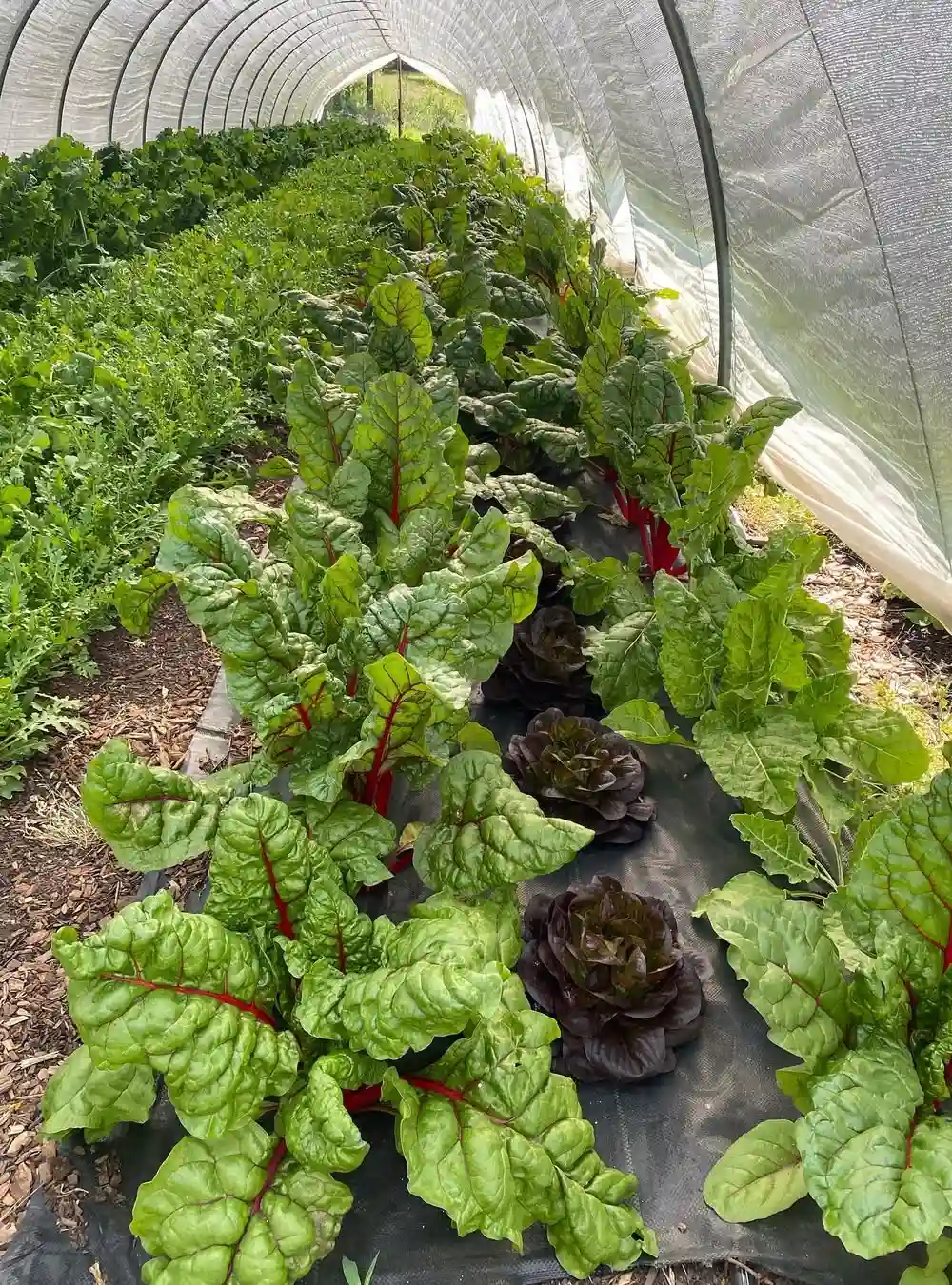 34 Fall Garden Vegetables You Need to Plant Before It’s Too Late