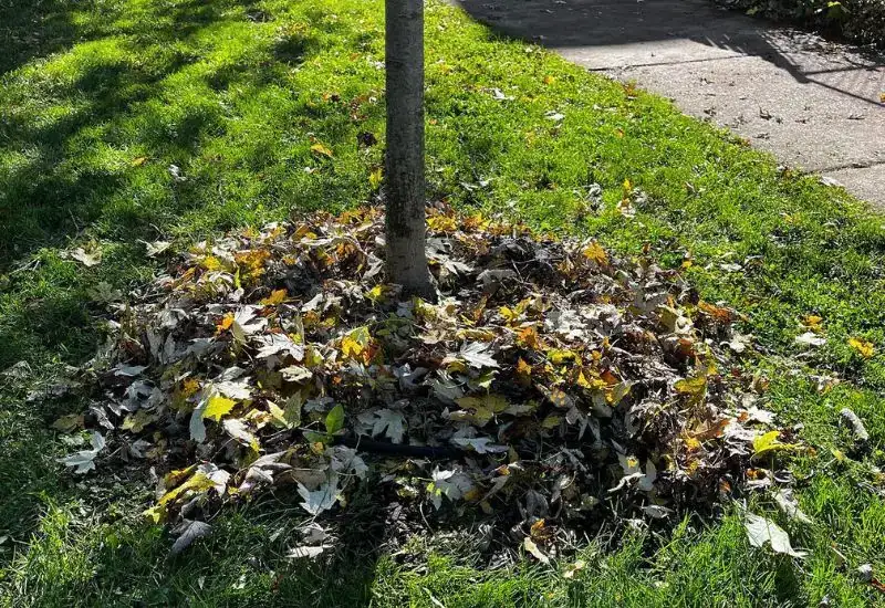 Creative Ways to Use Fall Leaves in Your Garden - You Can Easily DIY