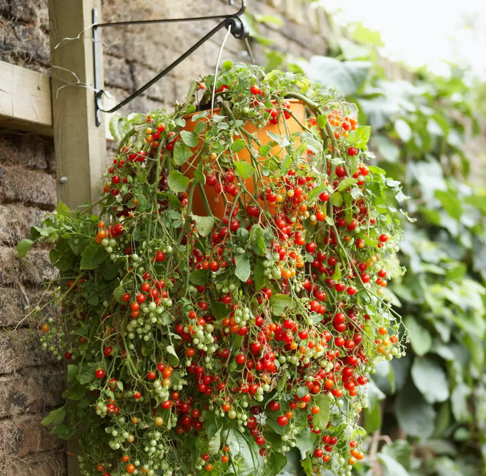 40 Unusual Hanging Basket Ideas That’ll Upgrade Your Entire Home