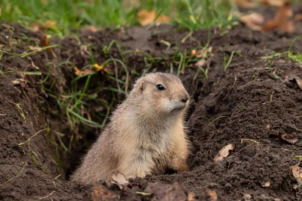How to Prevent and Remove Gophers from Yards and Gardens