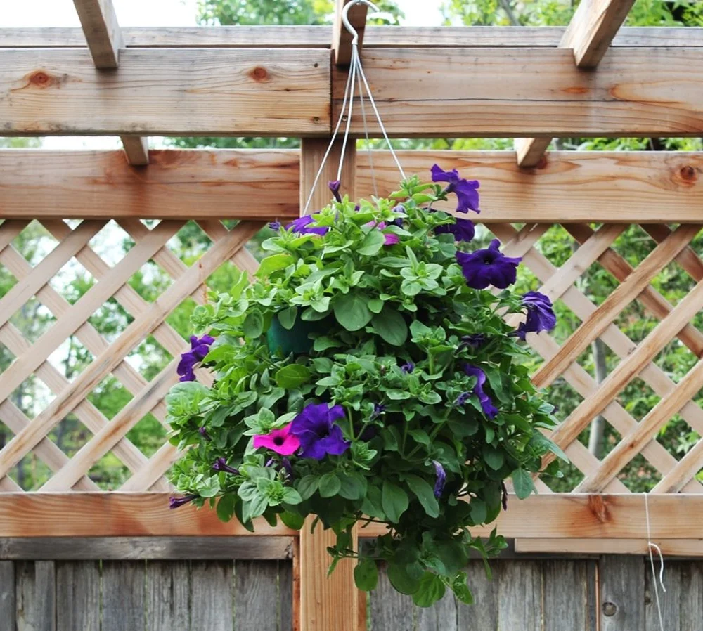 40 Unusual Hanging Basket Ideas That’ll Upgrade Your Entire Home