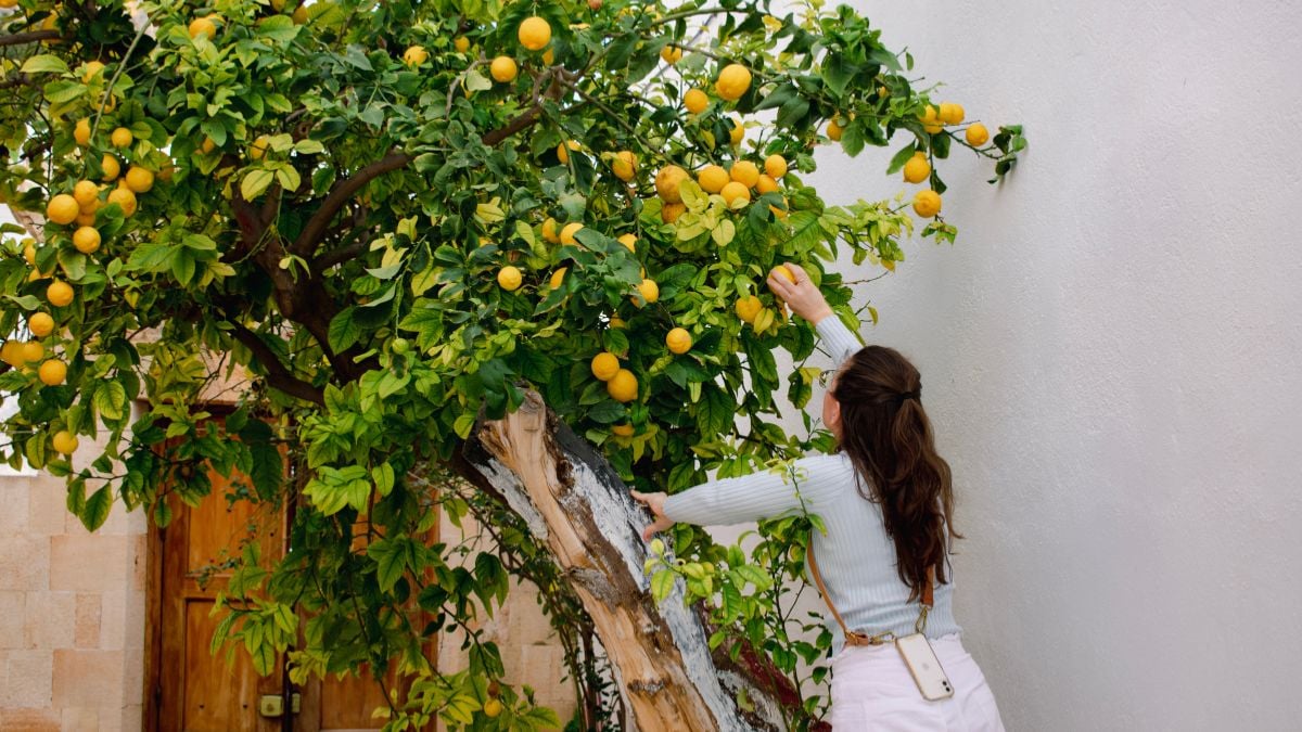This Viral Gardening Hack Uses a Cucumber to Help Propagate a Lemon Tree
