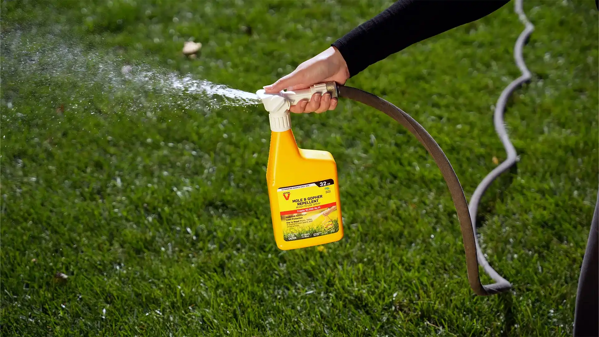 How to Prevent and Remove Gophers from Yards and Gardens