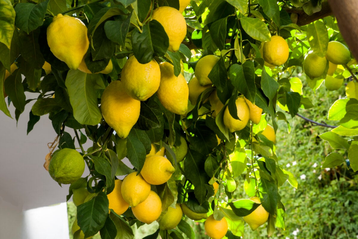 This Viral Gardening Hack Uses a Cucumber to Help Propagate a Lemon Tree