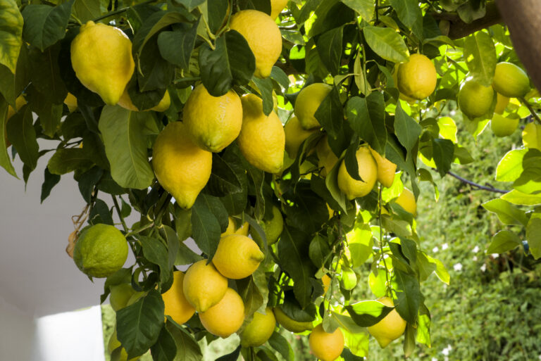 This Viral Gardening Hack Uses a Cucumber to Help Propagate a Lemon Tree