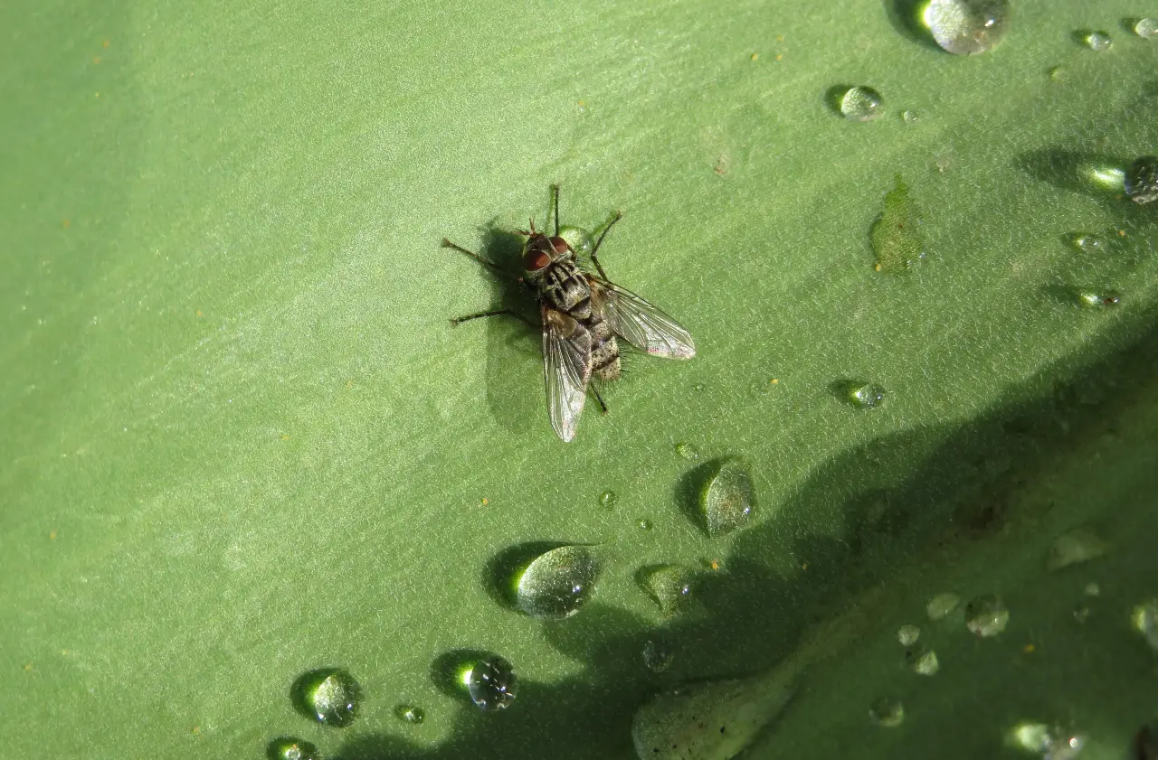 How To Get Rid Of Flies Outside