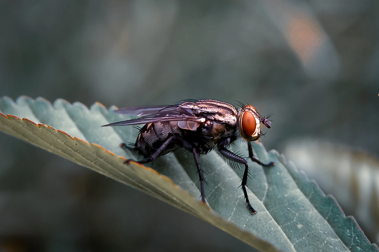 How To Get Rid Of Flies Outside